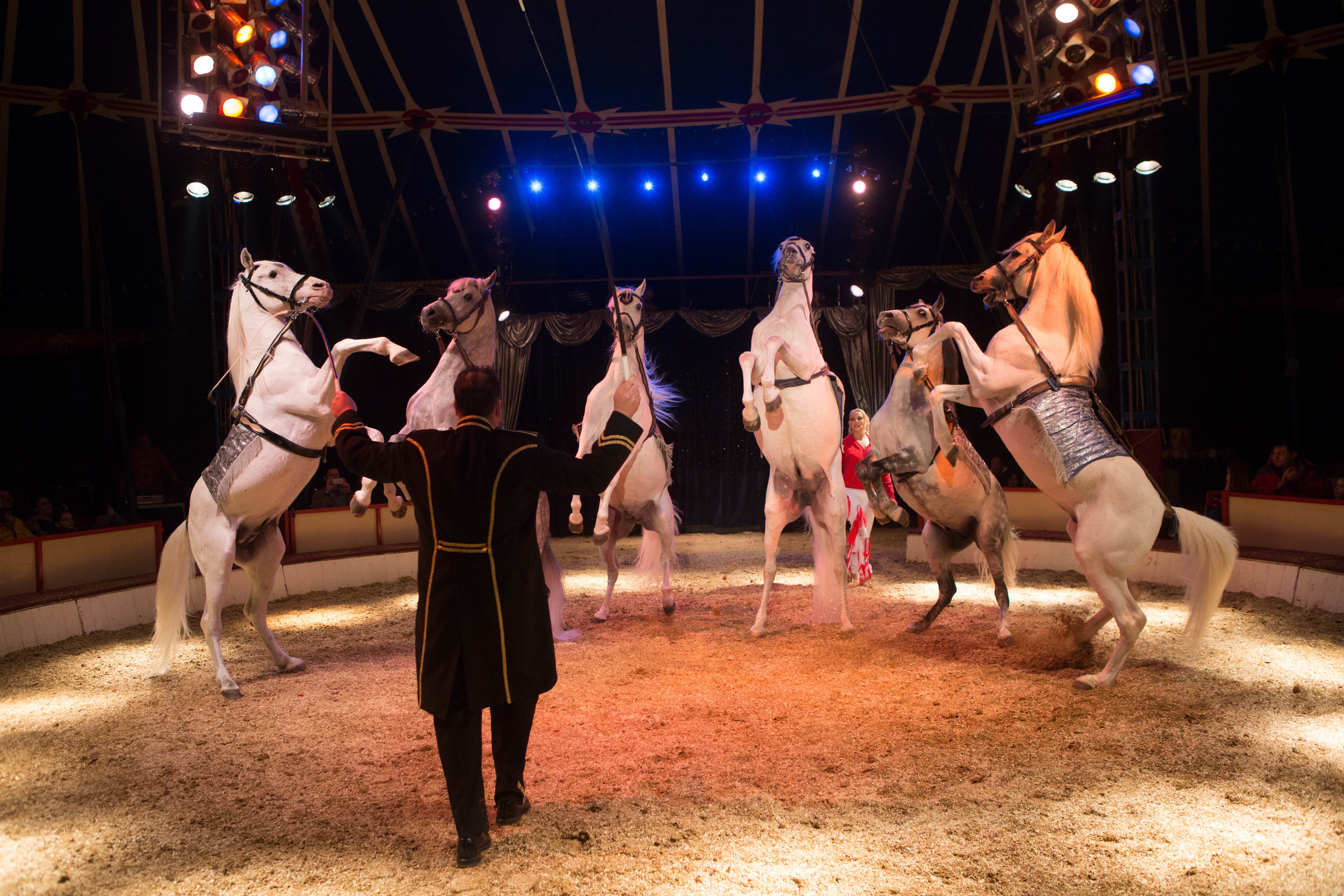 Tiere, Clowns und Akrobaten: Circus Carelli gastiert in Fürth - Fürth