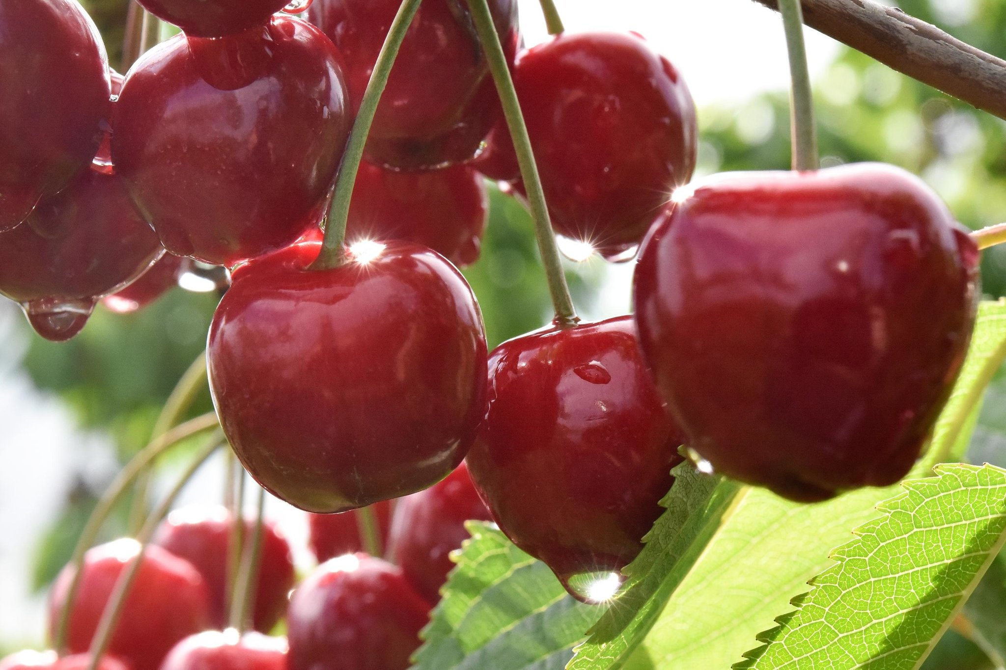 Kirsche hielt sich für Zwetschge: Prämierung der schwersten Kirsche in ...