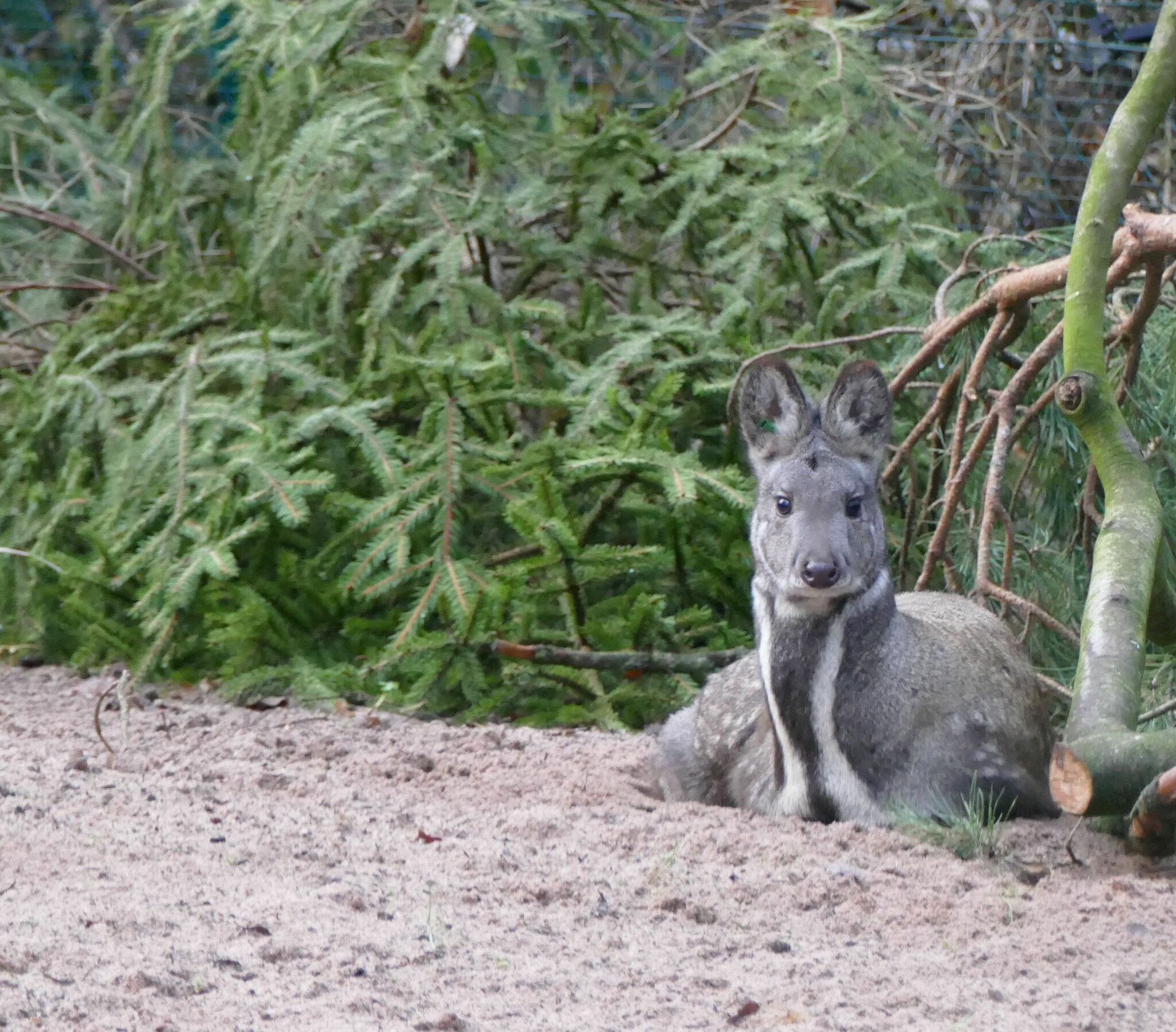 Neuzugang fühlt sich wohl: Moschustier hat sich im Tiergarten ...