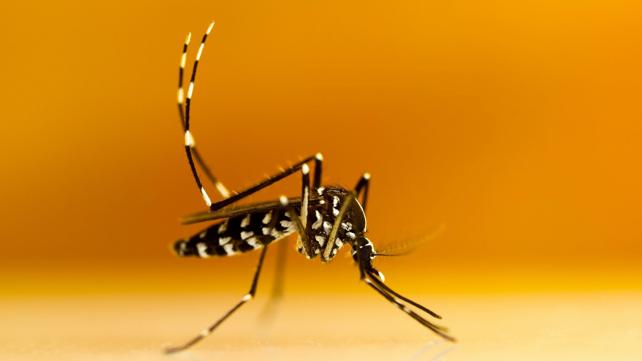 Wetter ist günstig für den Nachwuchs: Die Tiger-Mücke in Fürth - Fürth