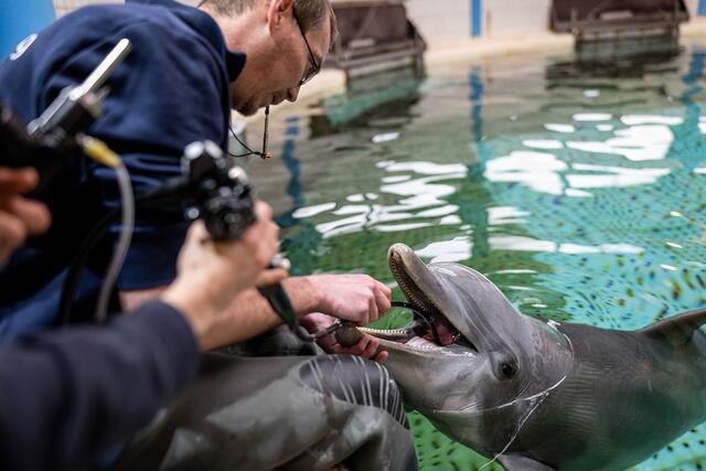 Gastroskopie für Kamel und Co.: Tierische Freude über ein Geschenk des ...