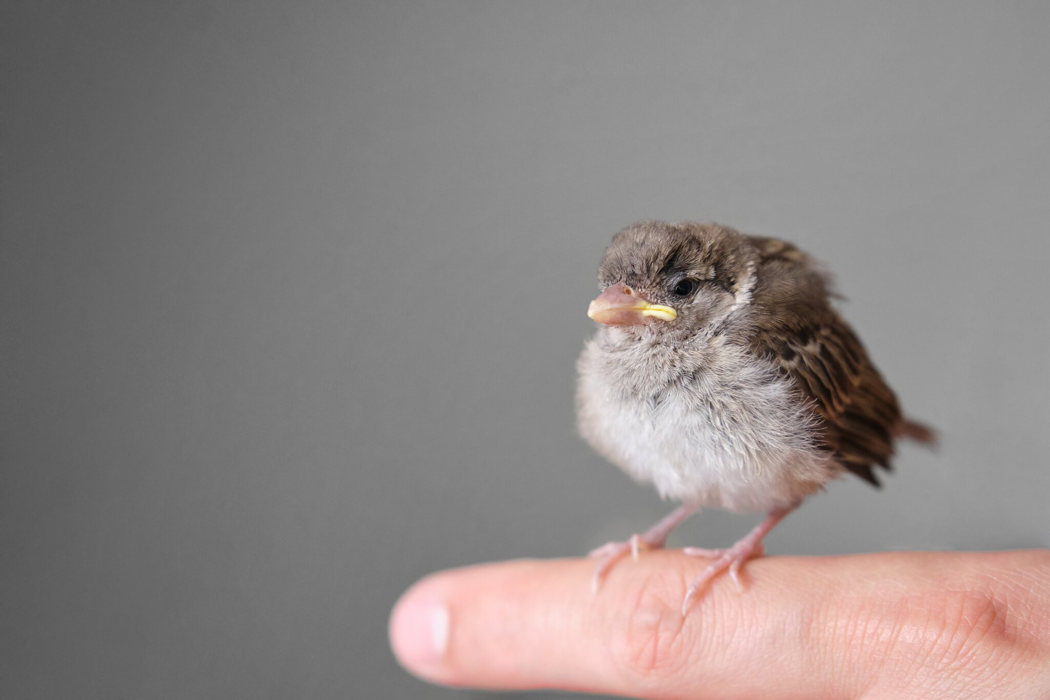 Tierheim Erlangen: Polizei rettet verstoßenen Baby-Spatz! - Nürnberg