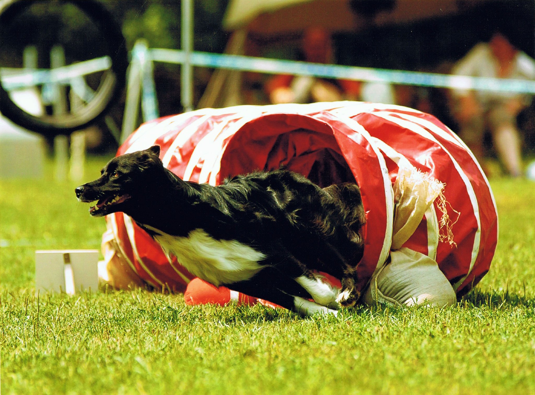 Saison-Start mit riesigem Agility-Event